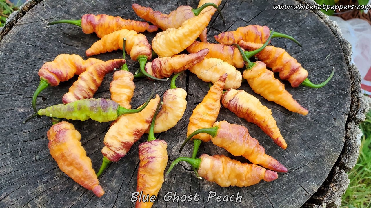 All Chili Pepper Seeds Page 2 - White Hot Peppers LLC