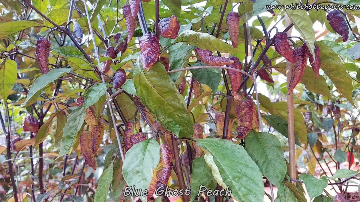 All Chili Pepper Seeds Page 2 - White Hot Peppers LLC