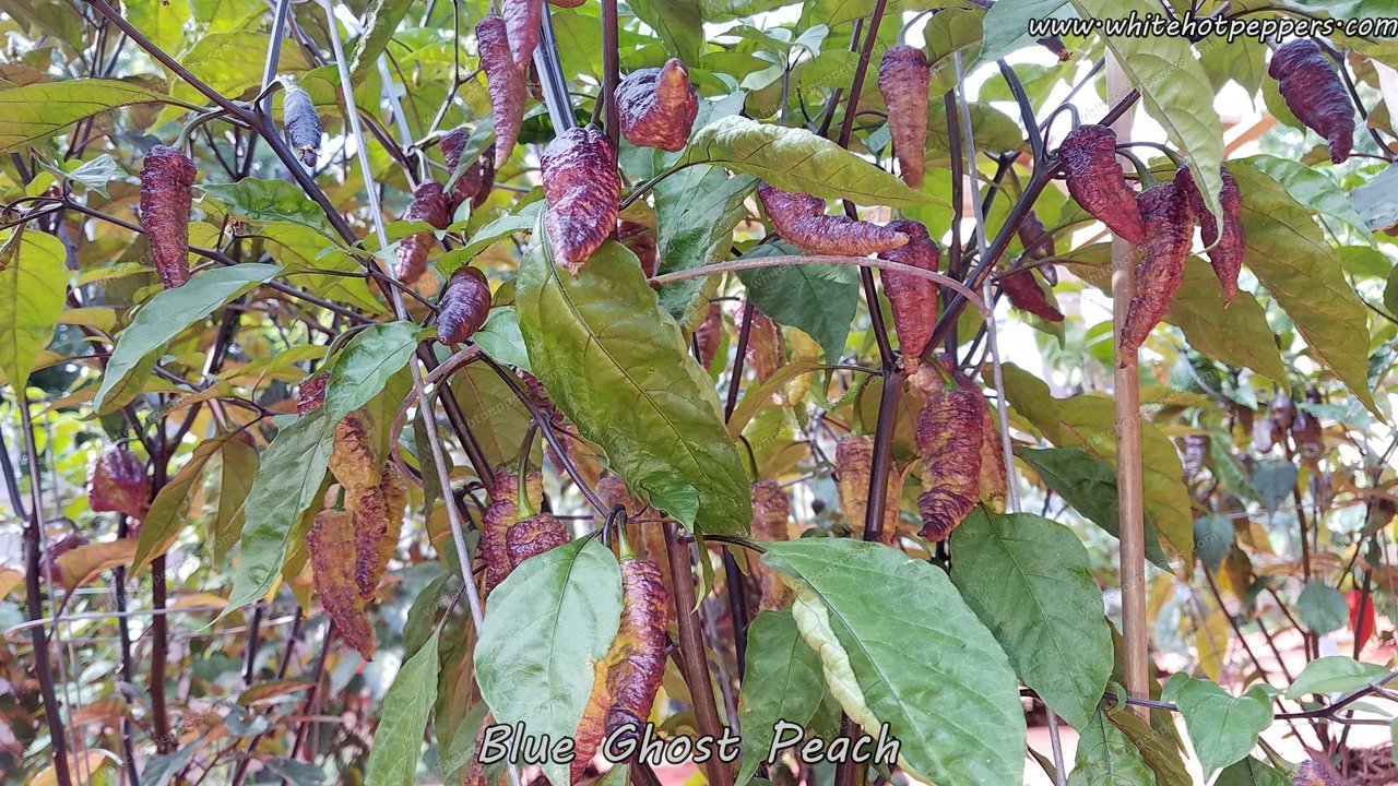 All Chili Pepper Seeds Page 2 - White Hot Peppers LLC