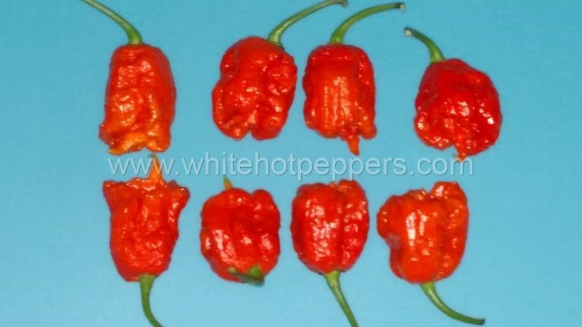 Non Isolated Seeds - White Hot Peppers LLC