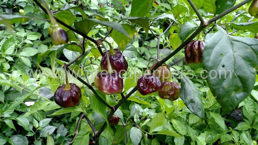 Capsicum Chinense Chili Pepper Seeds Page 2 - White Hot Peppers LLC