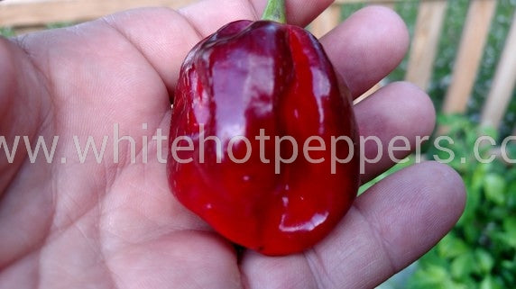 Capsicum Chinense Chili Pepper Seeds Page 2 - White Hot Peppers LLC