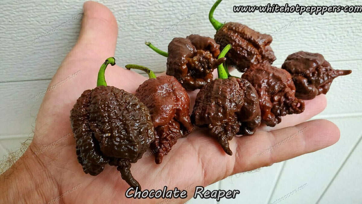 Chocolate Reaper - White Hot Peppers LLC