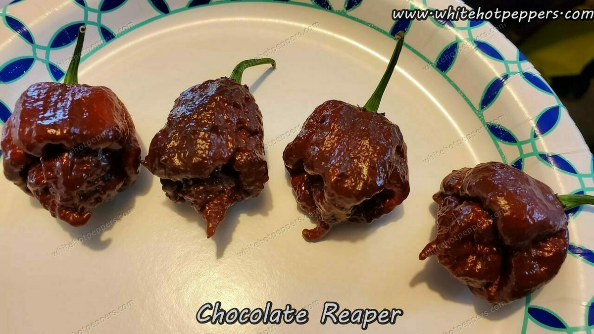 Chocolate Reaper - White Hot Peppers LLC