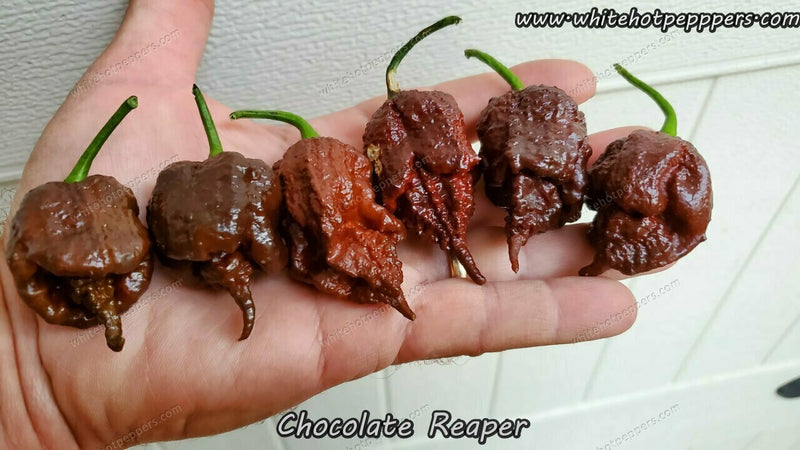 Chocolate Reaper - White Hot Peppers LLC