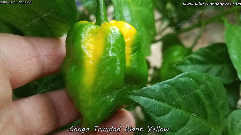 Congo Trinidad Giant Yellow - White Hot Peppers LLC