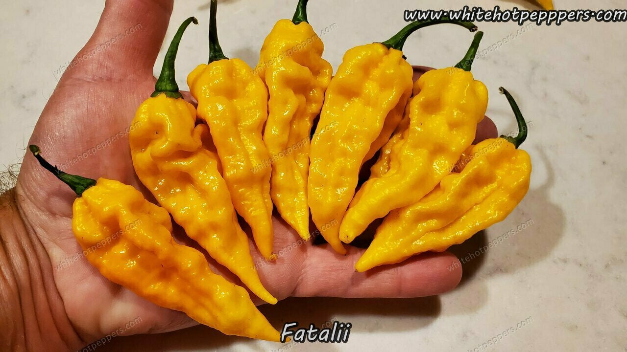Fatalii - White Hot Peppers LLC