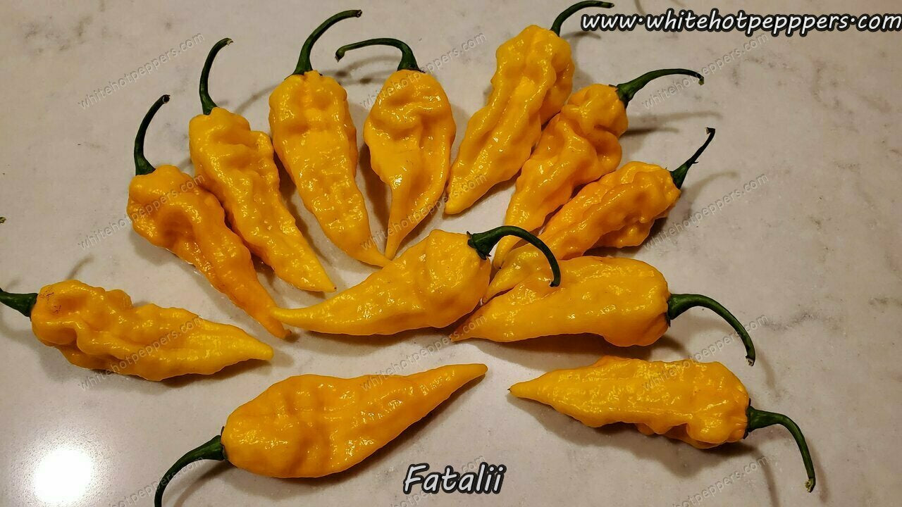 Fatalii - White Hot Peppers LLC