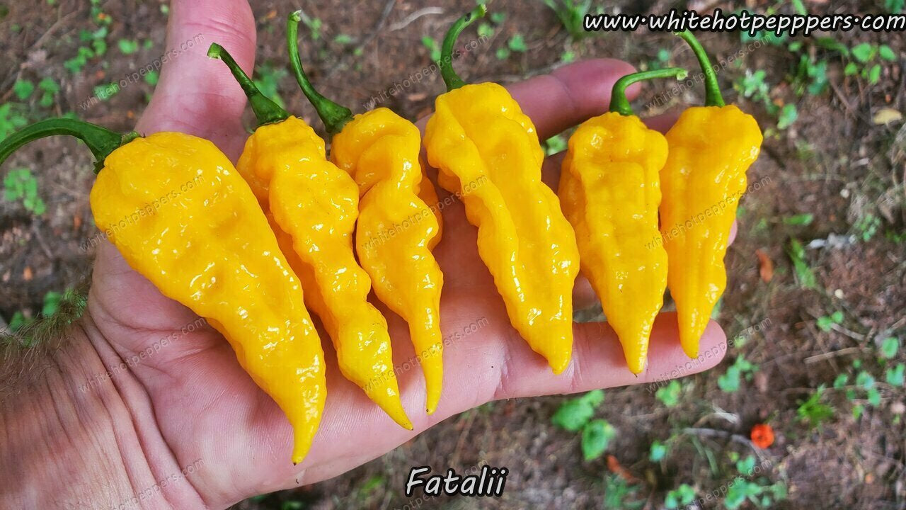 Fatalii - White Hot Peppers LLC