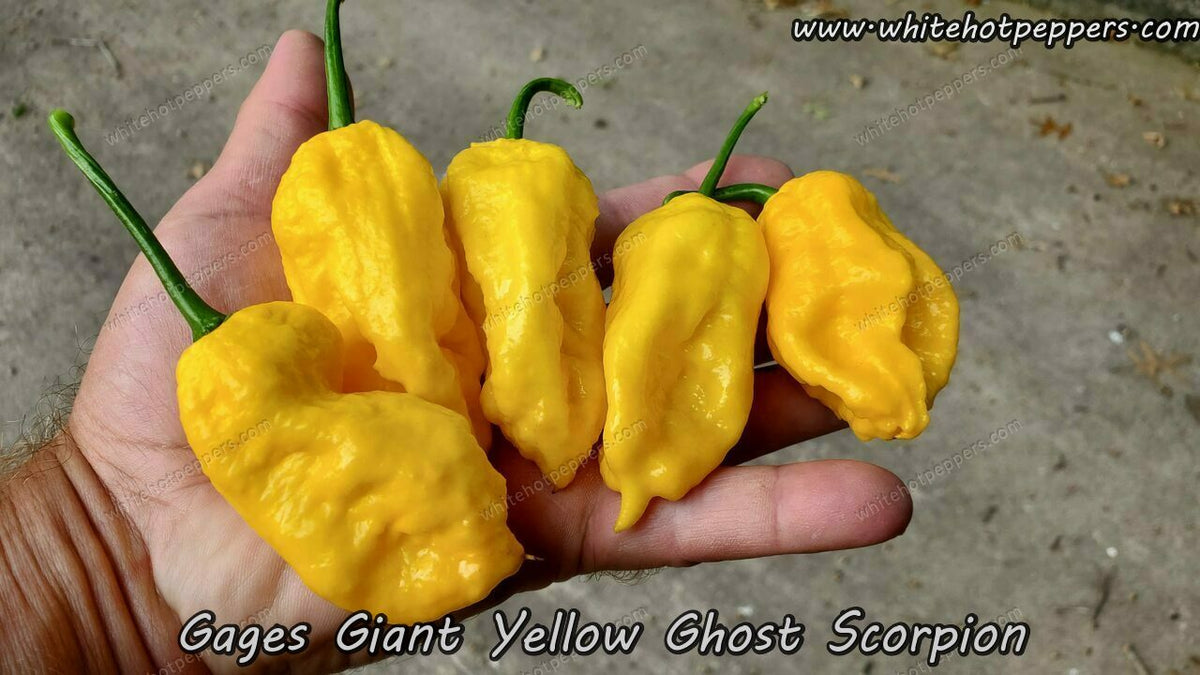 All Chili Pepper Seeds Page 3 - White Hot Peppers LLC