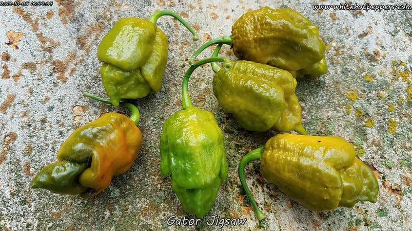 Gator Jigsaw - White Hot Peppers LLC