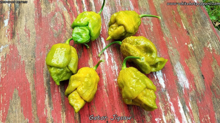 Gator Jigsaw - White Hot Peppers LLC