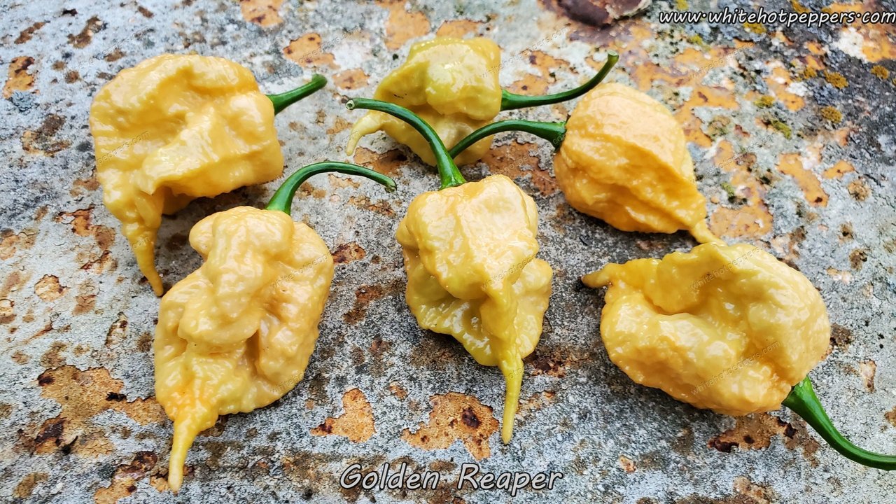 All Chili Pepper Seeds Page 3 - White Hot Peppers LLC