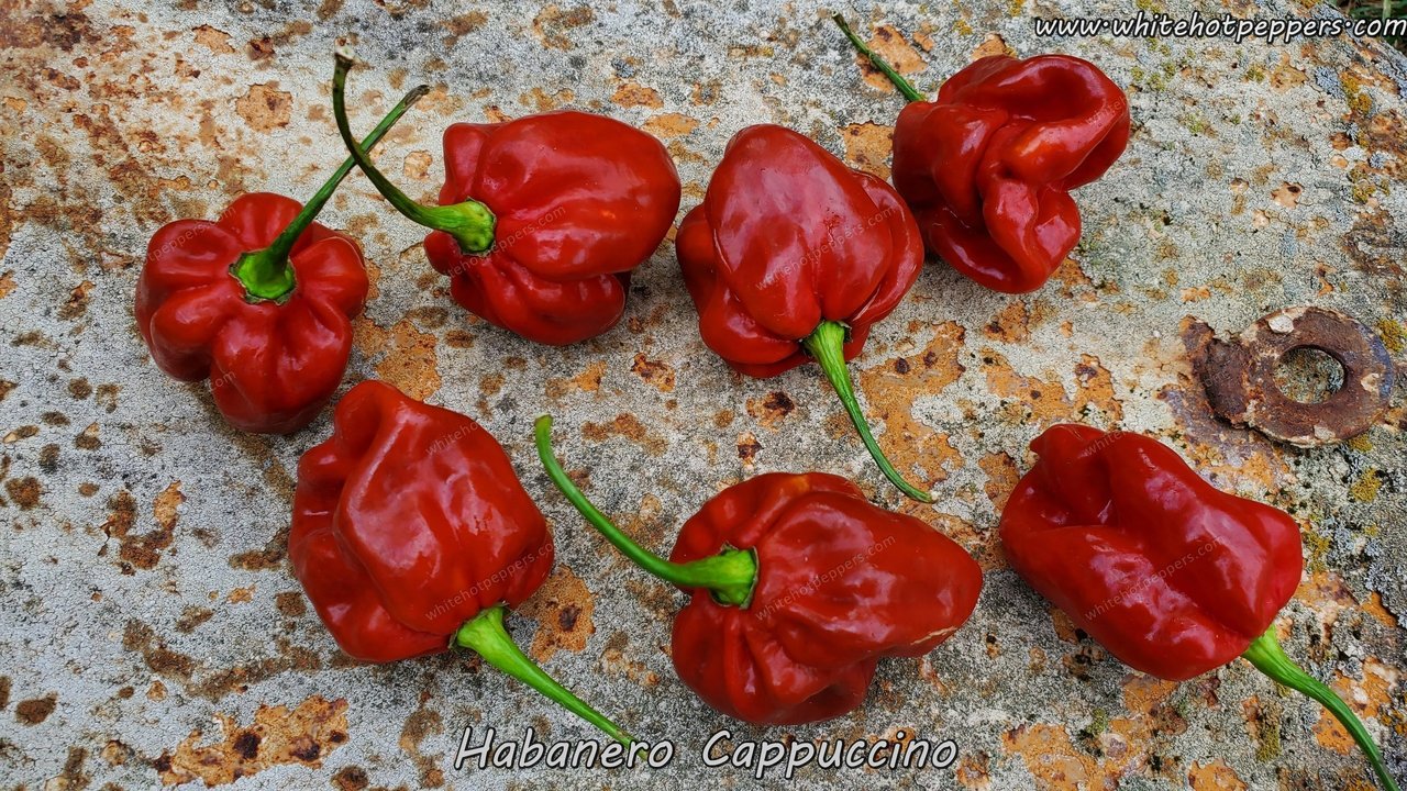 All Chili Pepper Seeds Page 3 - White Hot Peppers LLC