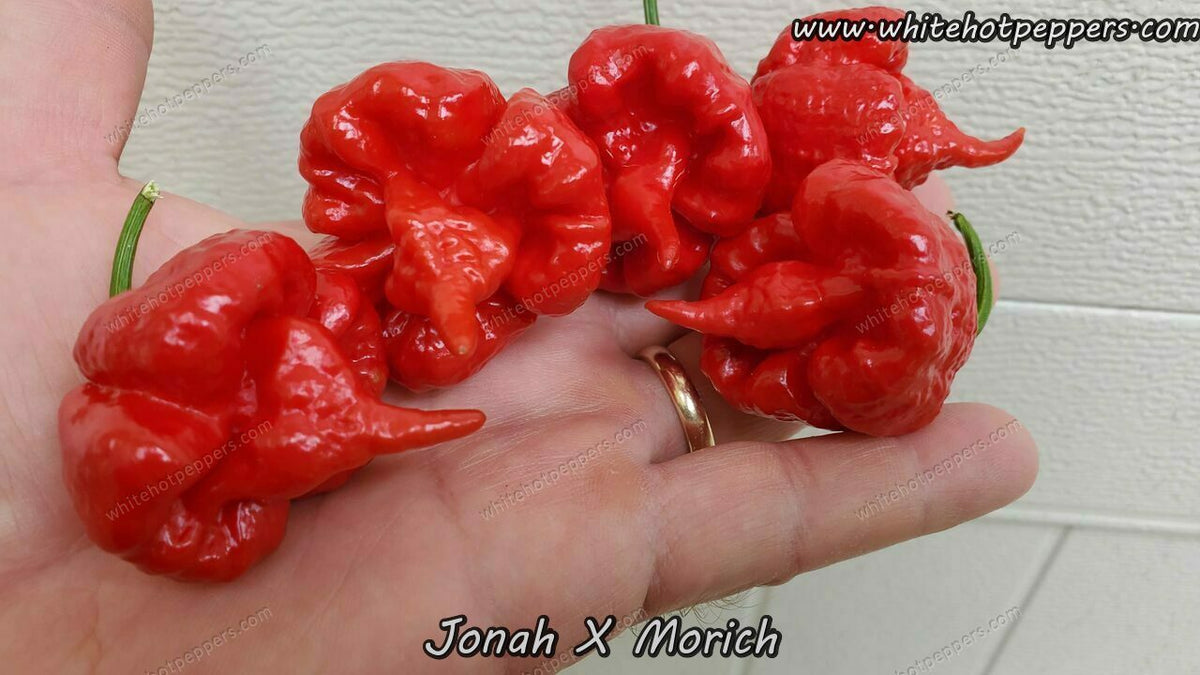 Super Hot Chili Pepper Seeds Page 2 - White Hot Peppers LLC