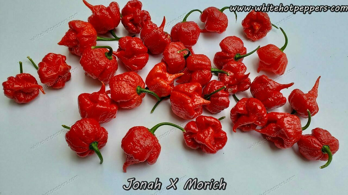 Super Hot Chili Pepper Seeds Page 2 - White Hot Peppers LLC