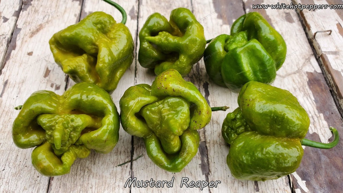 Super Hot Chili Pepper Seeds Page 2 - White Hot Peppers LLC