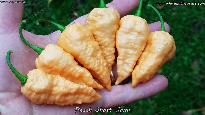 Super Hot Chili Pepper Seeds Page 2 - White Hot Peppers LLC