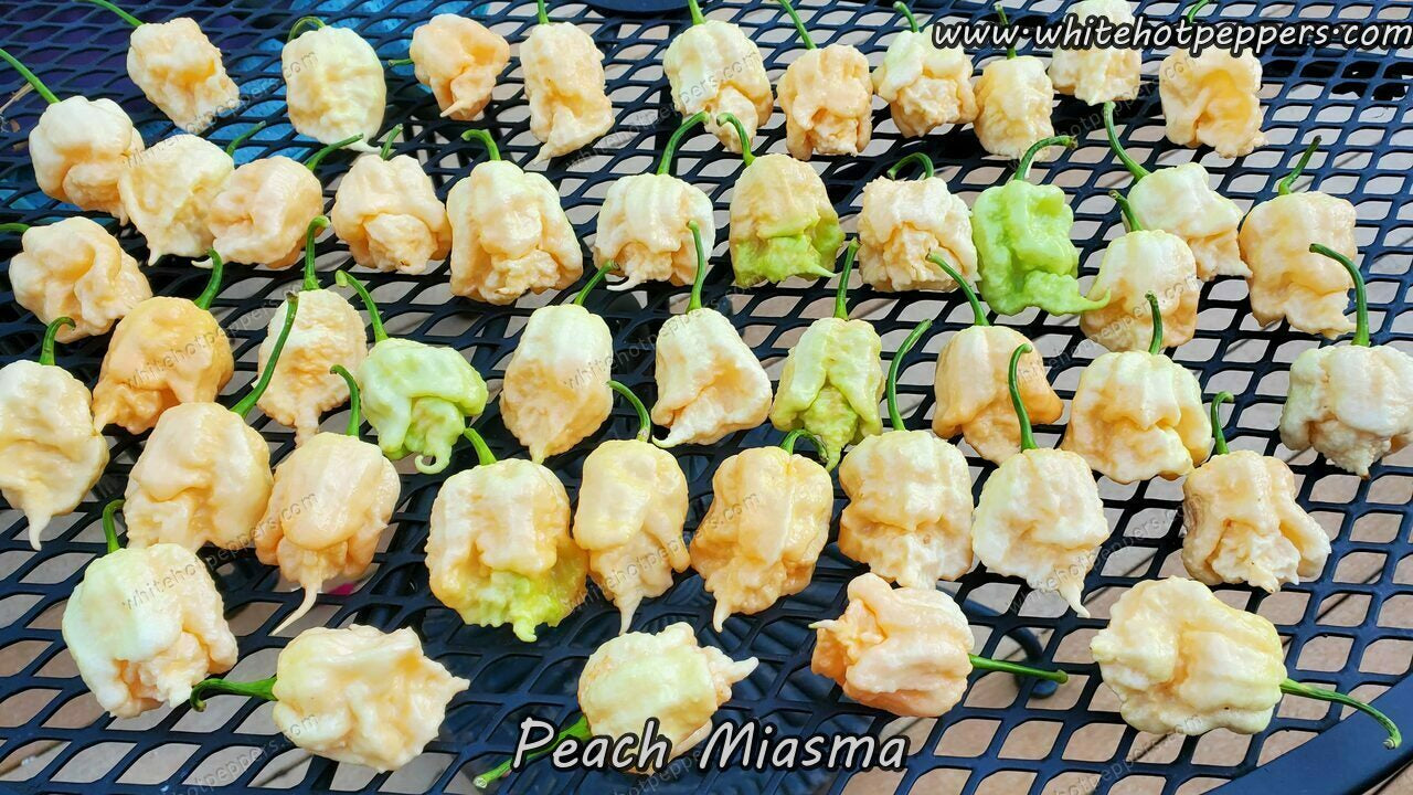 Peach Miasma - White Hot Peppers LLC