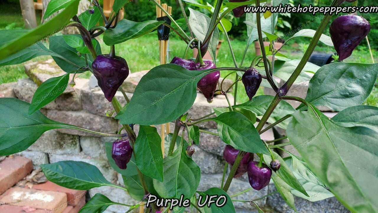 Purple UFO - White Hot Peppers LLC
