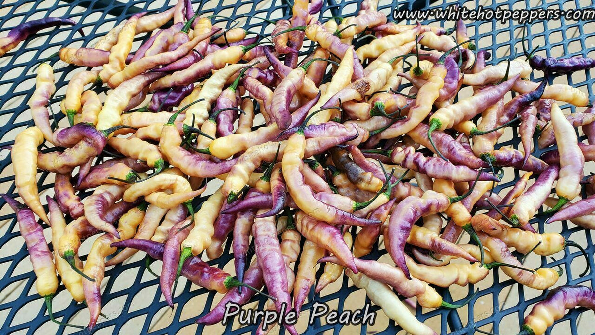 Hot Chili Pepper Seeds Page 2 - White Hot Peppers LLC