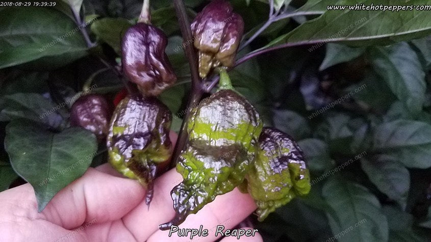 Purple Reaper - White Hot Peppers LLC