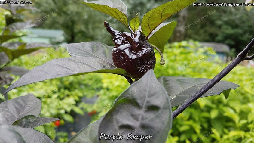 Purple Reaper - White Hot Peppers LLC