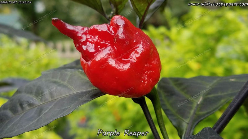 Purple Reaper - White Hot Peppers LLC