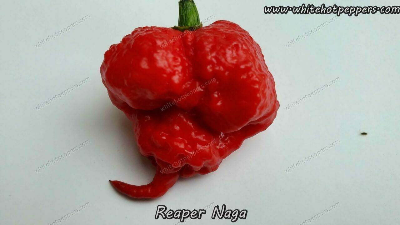 Reaper Naga - White Hot Peppers LLC