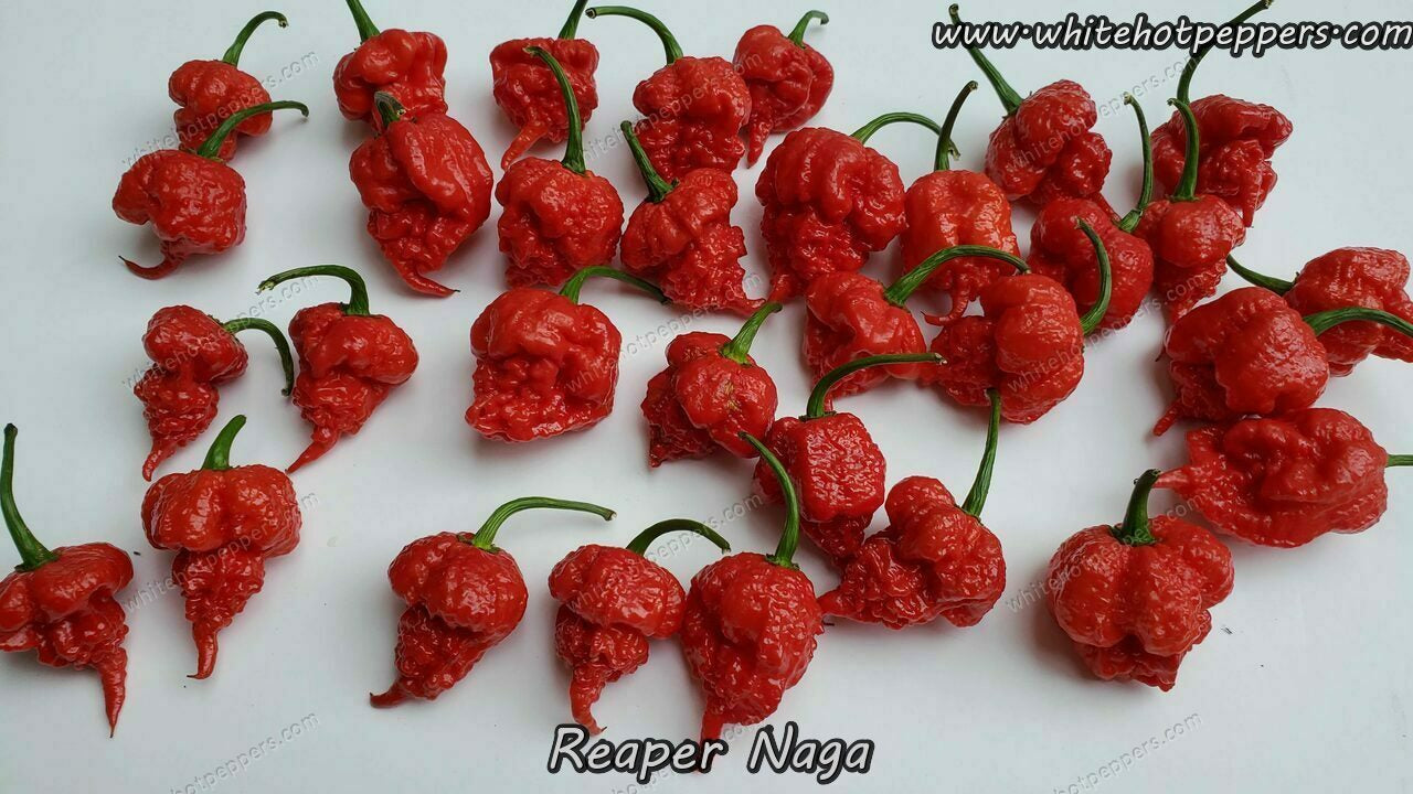 Reaper Naga - White Hot Peppers LLC