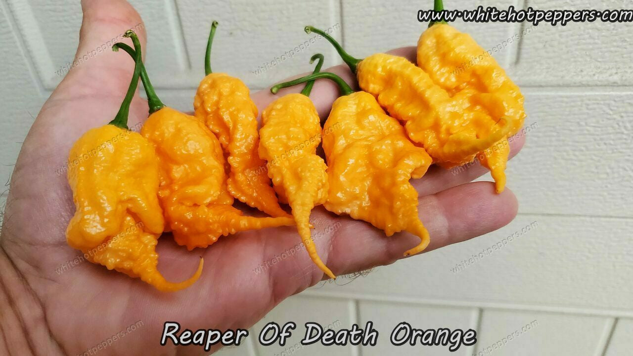 Reaper of Death Orange - White Hot Peppers LLC