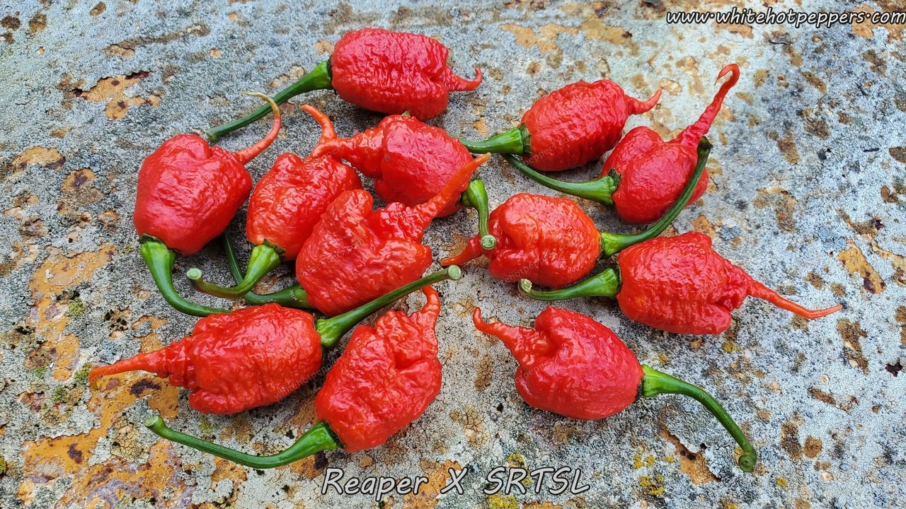 Reaper x SRTSL - White Hot Peppers LLC