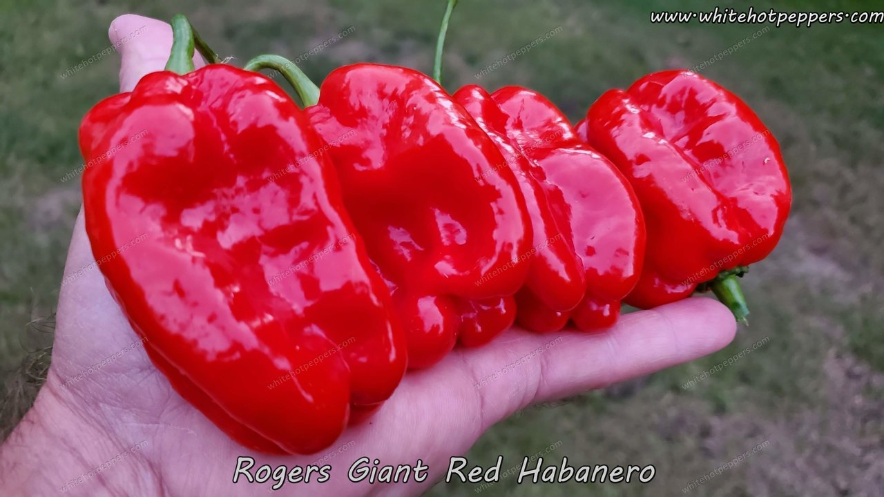 Roger's Habanero Giant Red - White Hot Peppers LLC