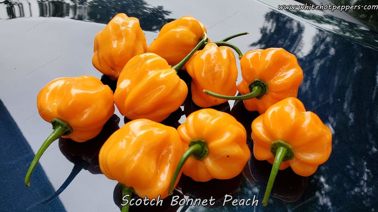 Scotch Bonnet Peach - White Hot Peppers LLC
