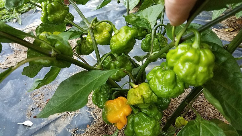 Scotch Bonnet Schneider Farms - White Hot Peppers LLC