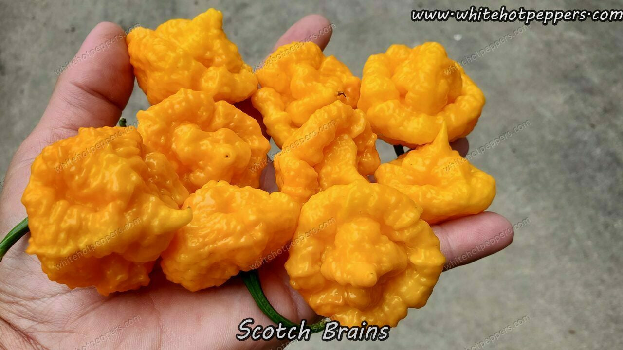 Scotch Brains - White Hot Peppers LLC