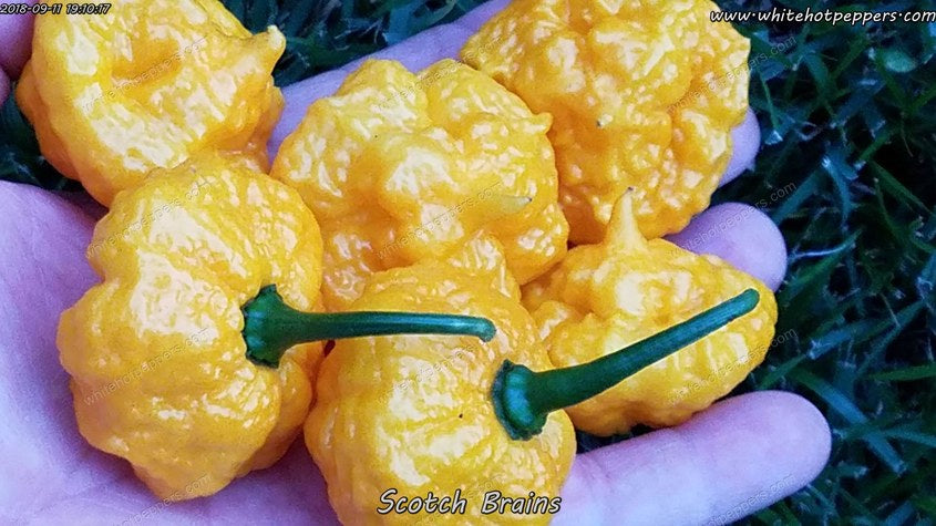 Scotch Brains - White Hot Peppers LLC