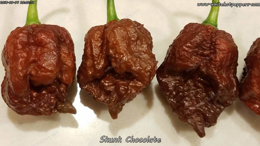 Skunk Chocolate - White Hot Peppers LLC