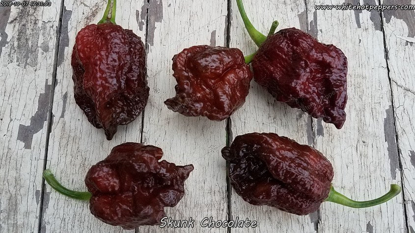 Skunk Chocolate - White Hot Peppers LLC