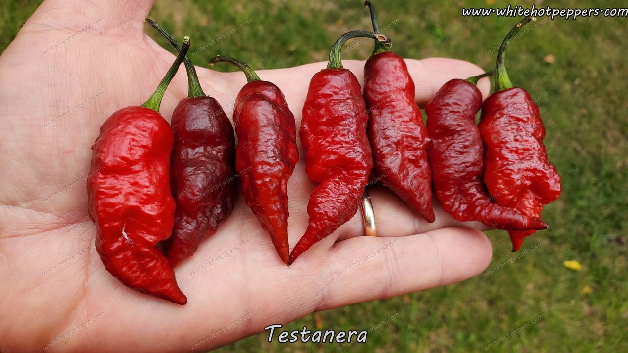 Capsicum Chinense Chili Pepper Seeds Page 5 - White Hot Peppers LLC