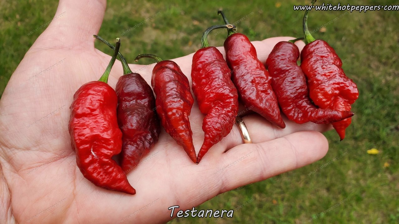 Capsicum Chinense Chili Pepper Seeds Page 5 - White Hot Peppers LLC