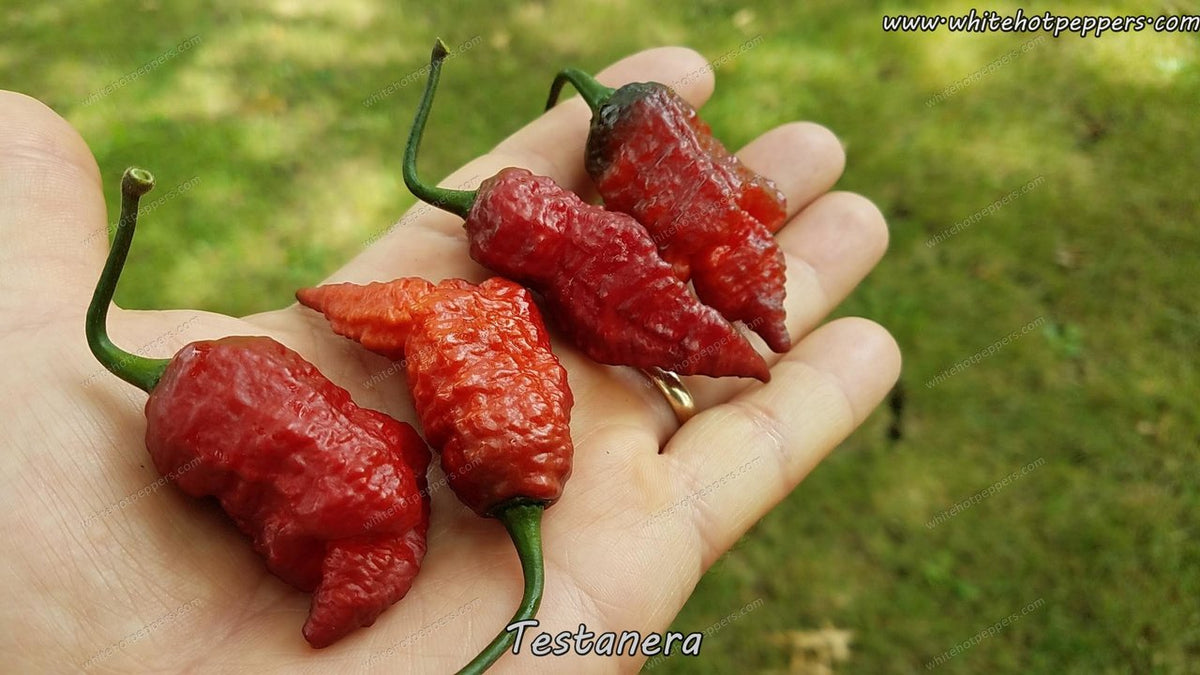 Capsicum Chinense Chili Pepper Seeds Page 5 - White Hot Peppers LLC
