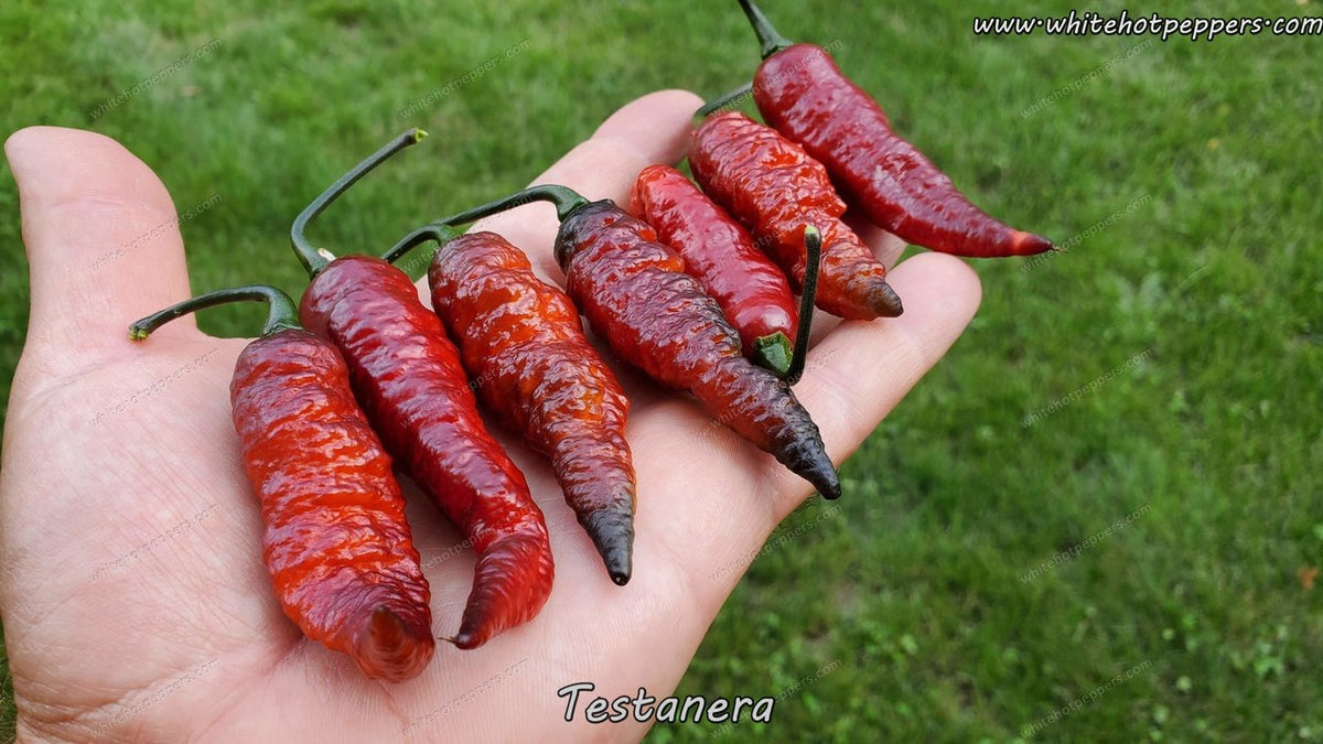 Super Hot Chili Pepper Seeds Page 3 - White Hot Peppers LLC