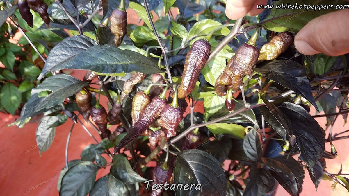 Capsicum Chinense Chili Pepper Seeds Page 5 - White Hot Peppers LLC