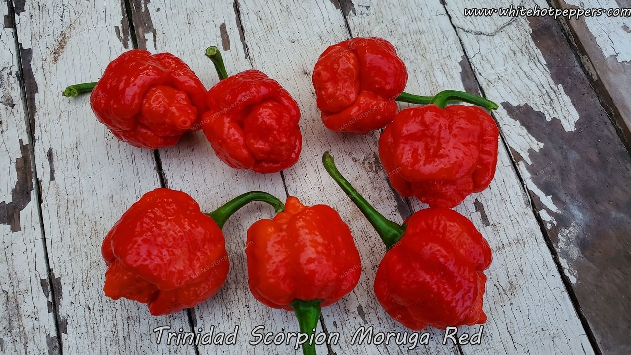 Trinidad Scorpion Moruga Red - White Hot Peppers LLC