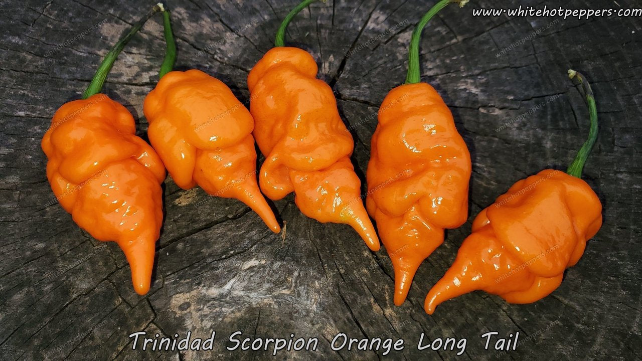 Trinidad Scorpion Orange Long Tail - White Hot Peppers LLC