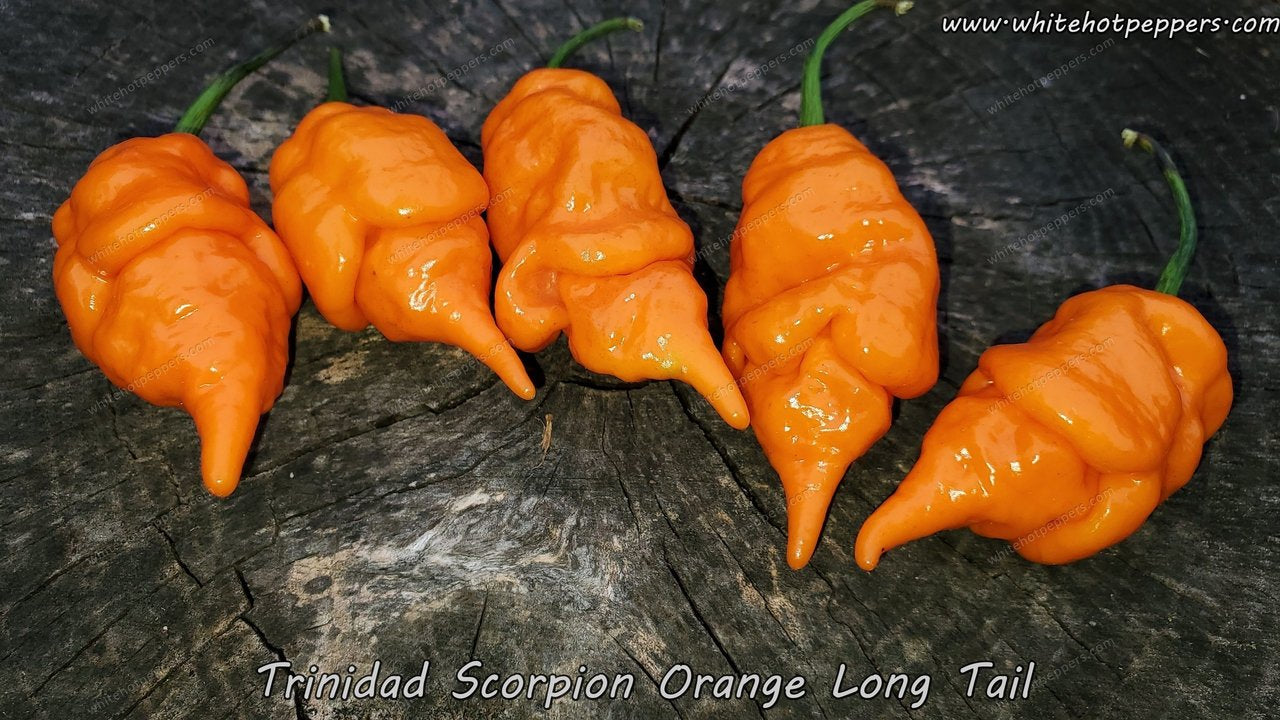Trinidad Scorpion Orange Long Tail - White Hot Peppers LLC