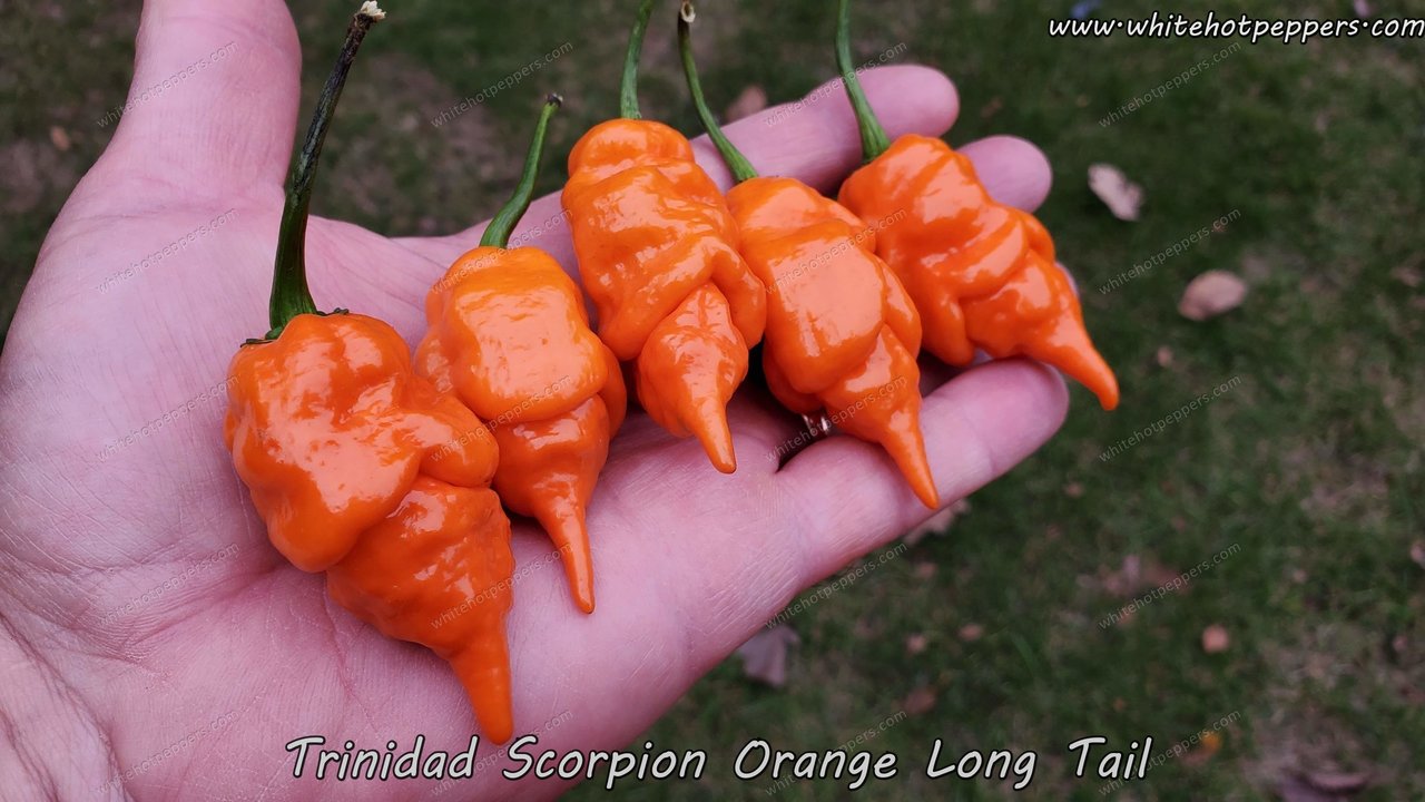 Trinidad Scorpion Orange Long Tail - White Hot Peppers LLC