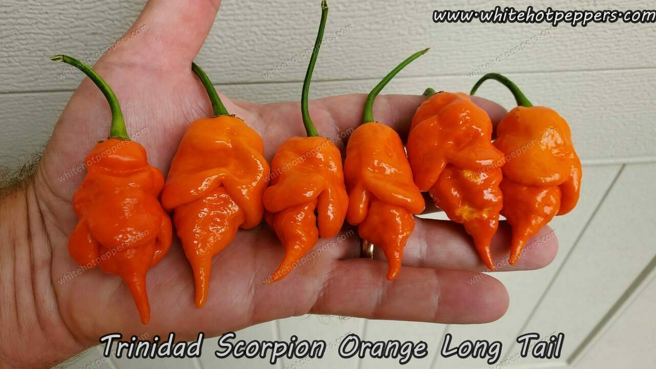 Trinidad Scorpion Orange Long Tail - White Hot Peppers LLC