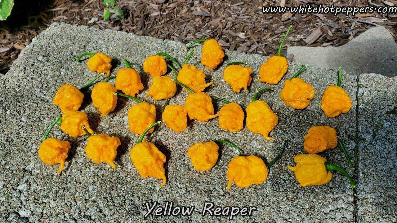 Yellow Reaper - White Hot Peppers LLC